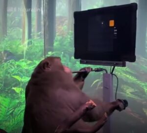 Un mono se divierte como un humano con un videojuego activado con la ...